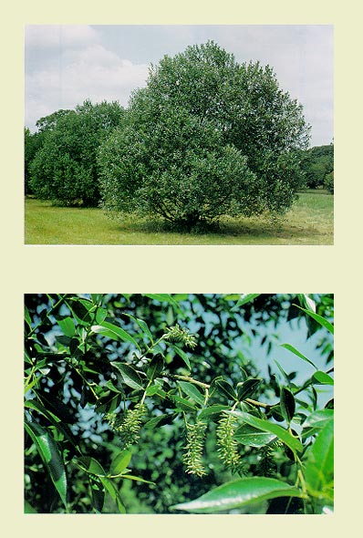 Buy Laurel Leaf Willow Tree | Karsten Nursery