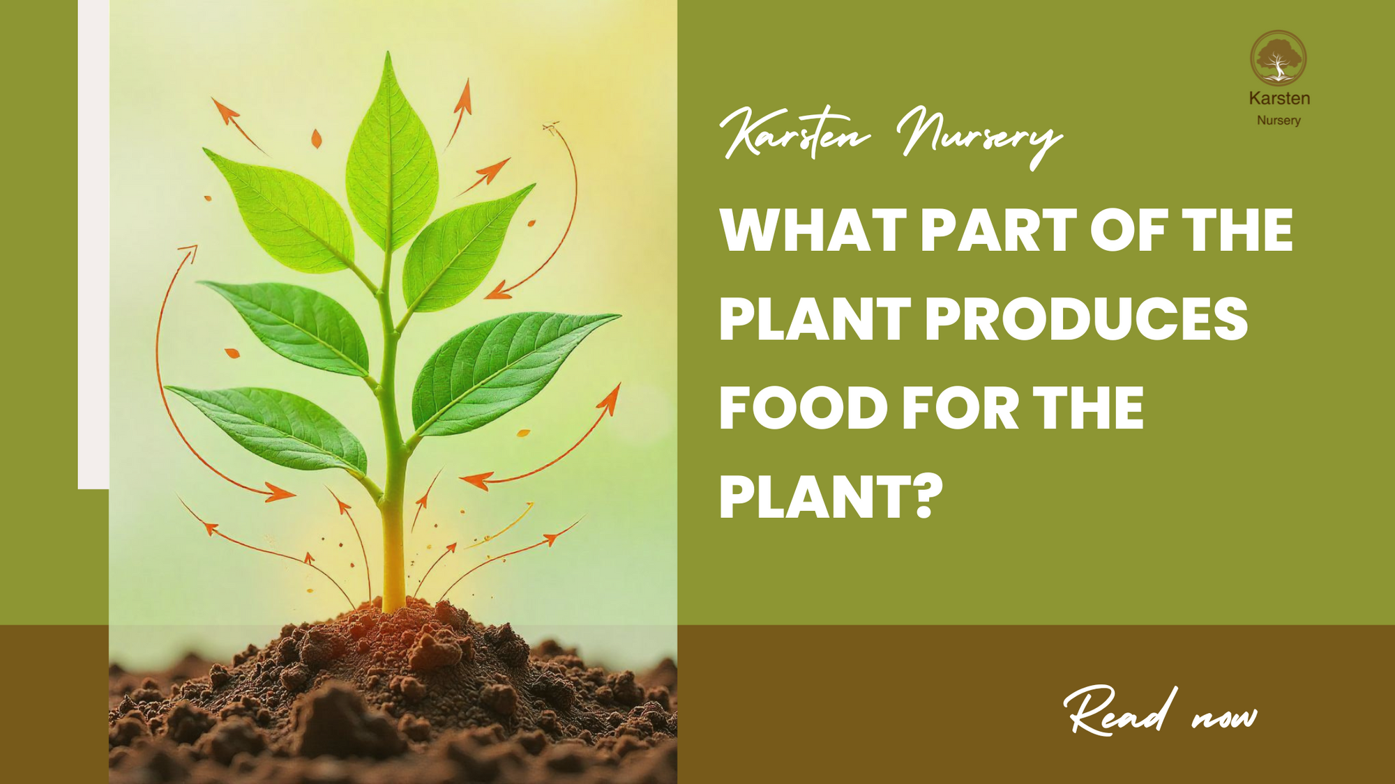 What Part of the Plant Produces Food for the Plant?