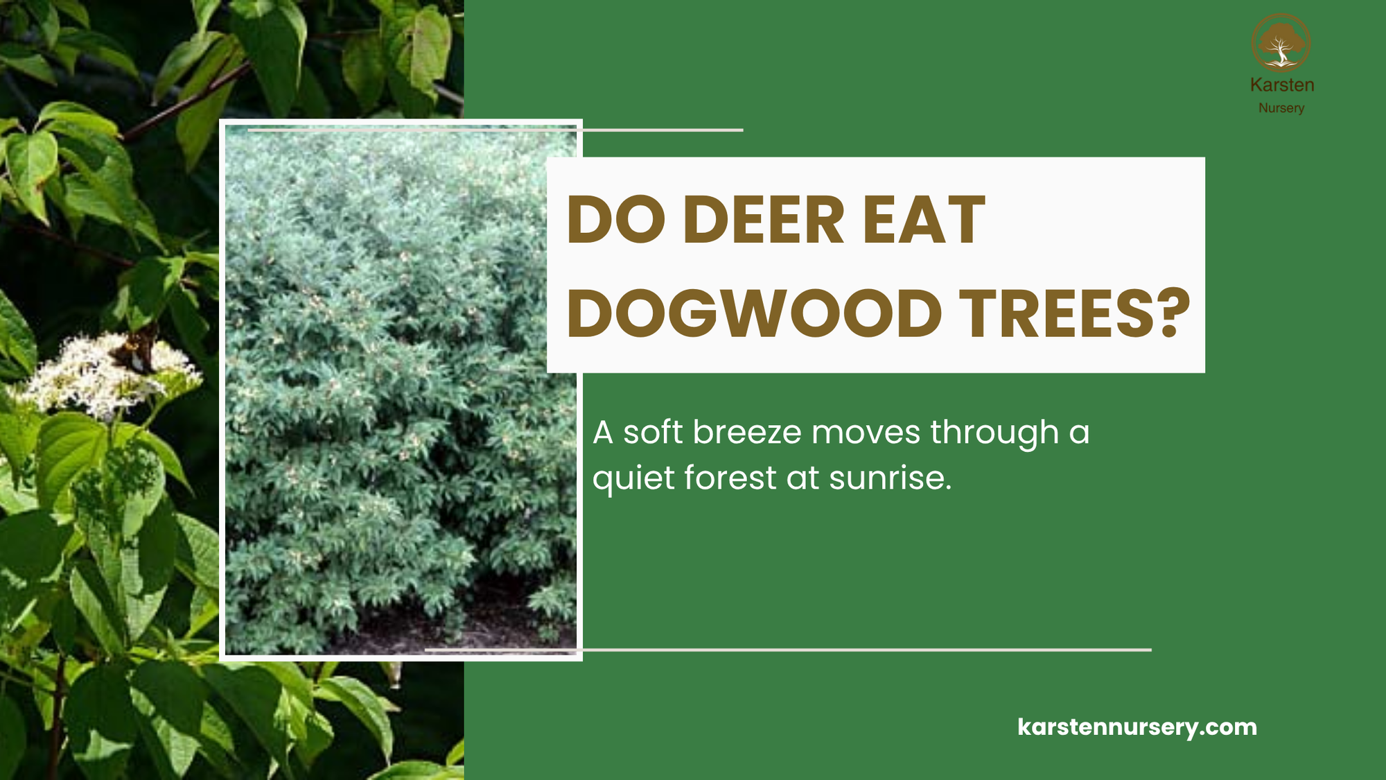 Do Deer Eat Dogwood Trees? | What You Need to Know.