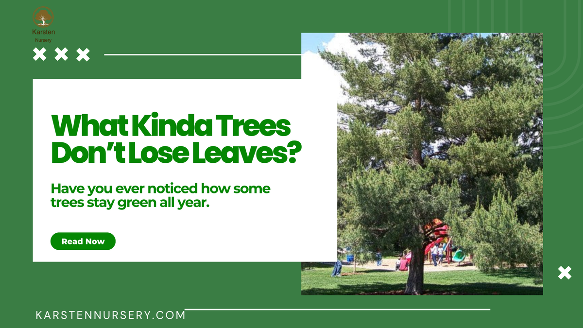 What Kinda Trees Don’t Lose Leaves? | Evergreen Tree Guide