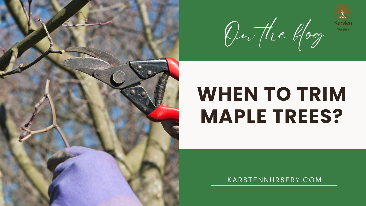 When to Trim Maple Trees? | Seasonal Tree Pruning Guide