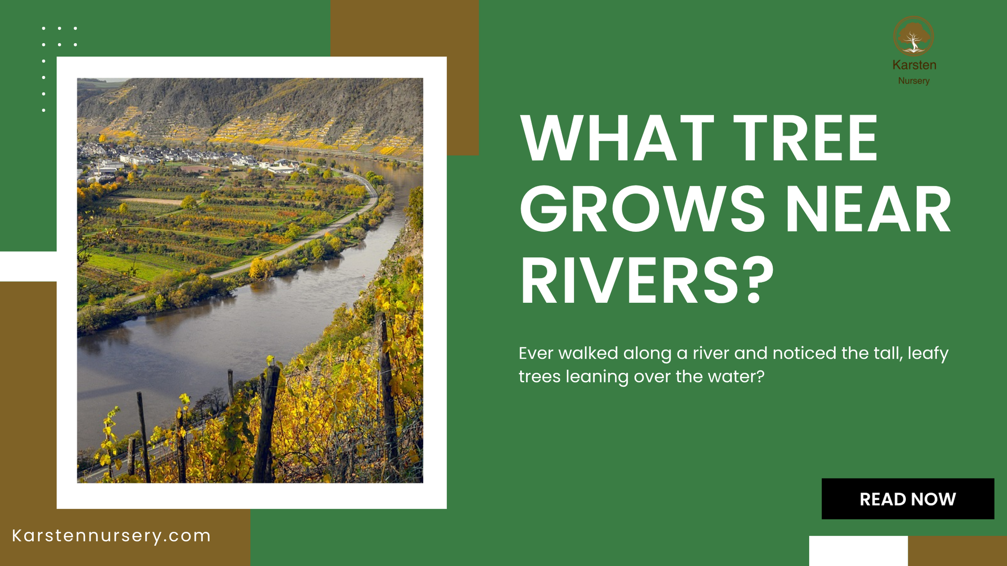 What Tree Grows Near Rivers? | Riverbank Trees Explained
