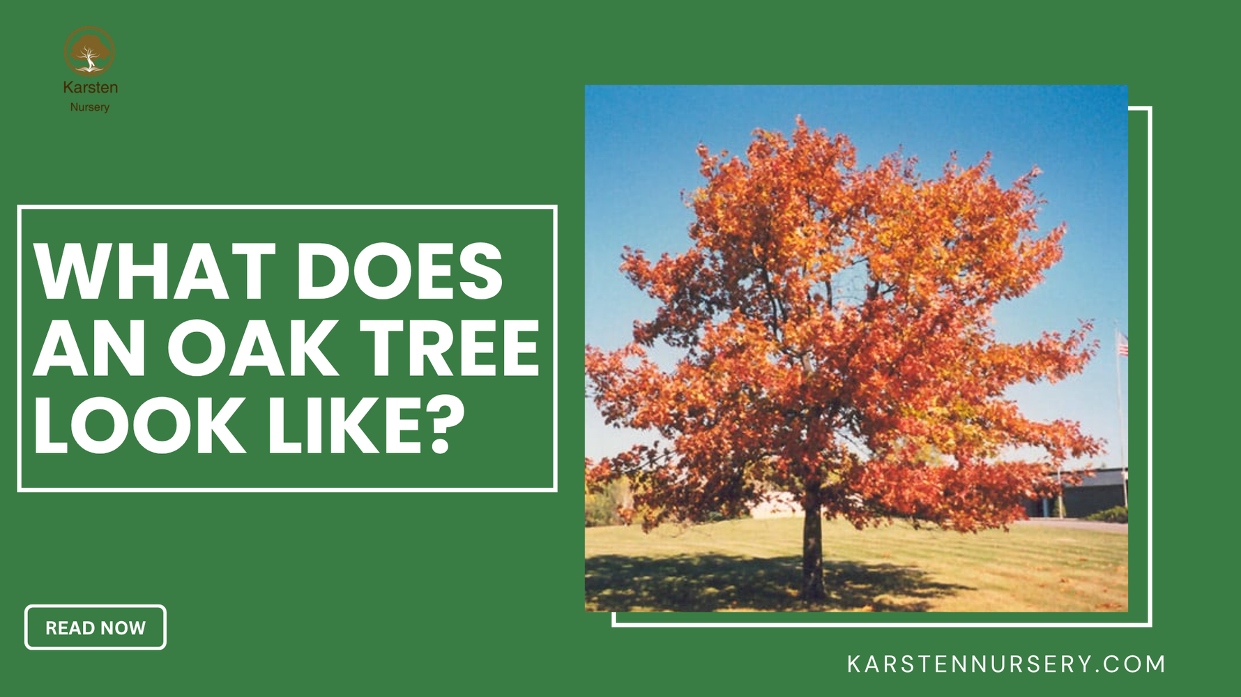 What Does an Oak Tree Look Like? Guide to Recognizing Oak Trees