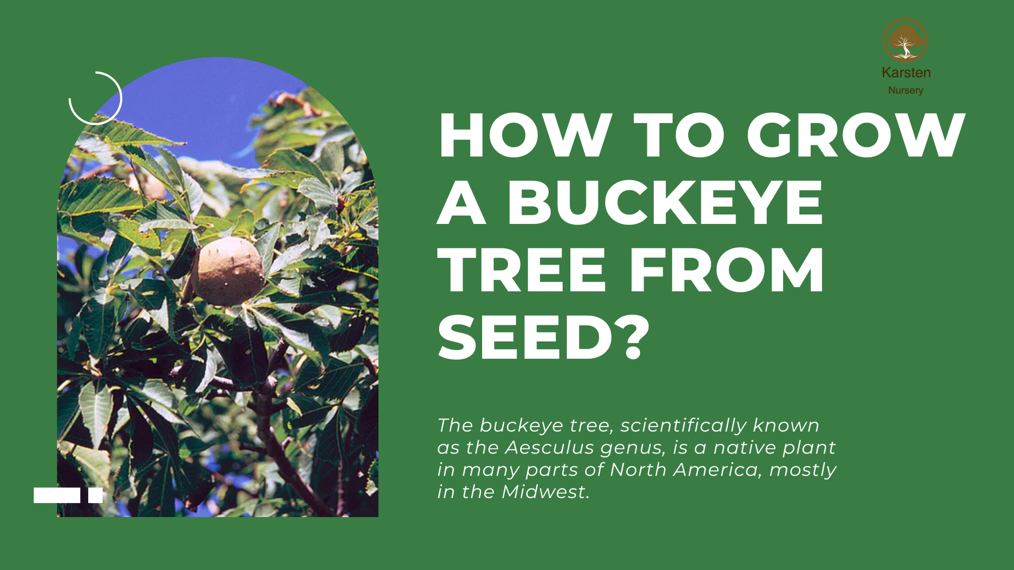 How to Grow a Buckeye Tree from Seed? Guide