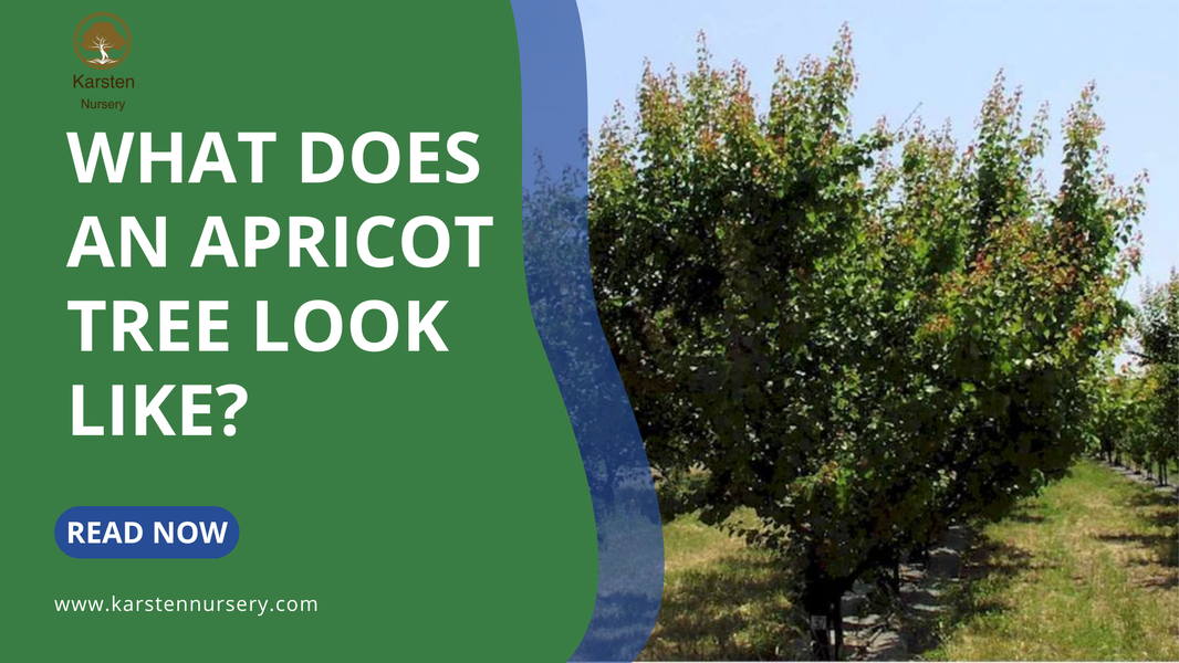 What Does an Apricot Tree Look Like? Guide