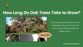 How Long Do Oak Trees Take to Grow? Guide