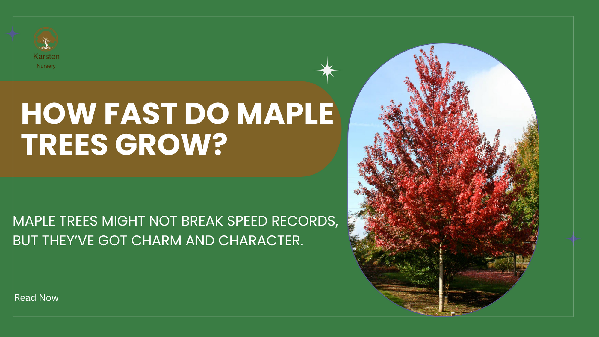 How Fast Do Maple Trees Grow? Growth Rate Guide Explained