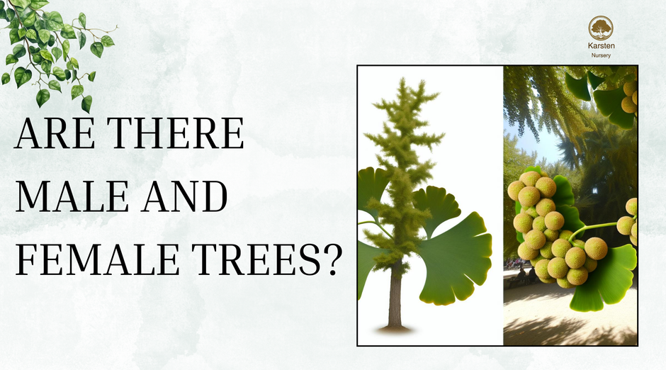 How Fast Do Maple Trees Grow? Growth Rate Guide Explained