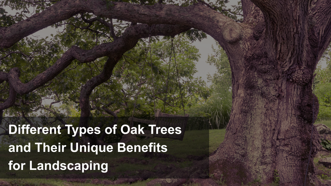 Different Types of Oak Trees & Benefits for Landscaping
