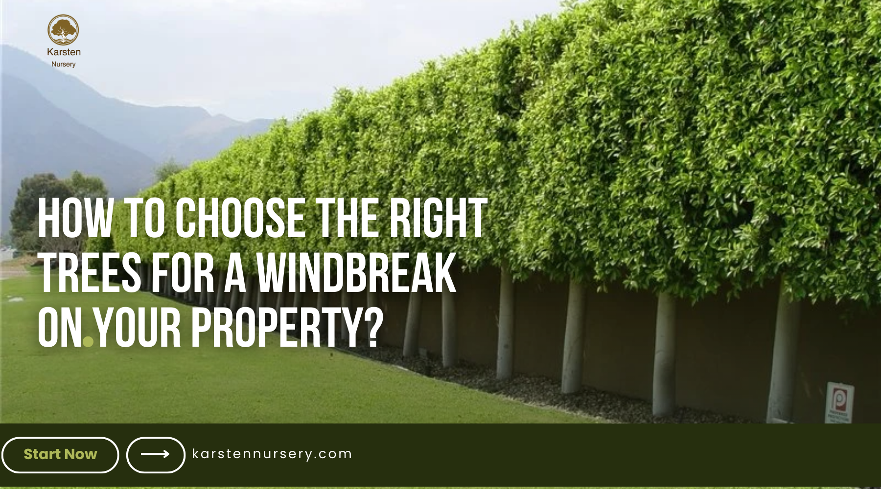 How to Choose the Right Trees for a Windbreak on Your Property?