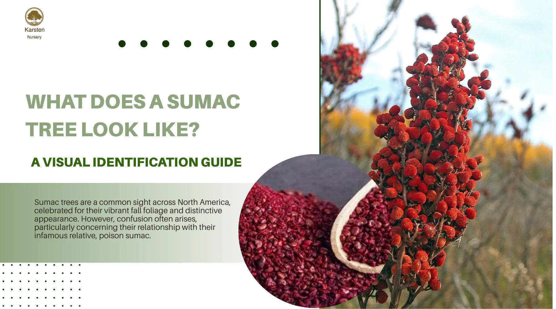 What Does a Sumac Tree Look Like? A Visual Identification Guide
