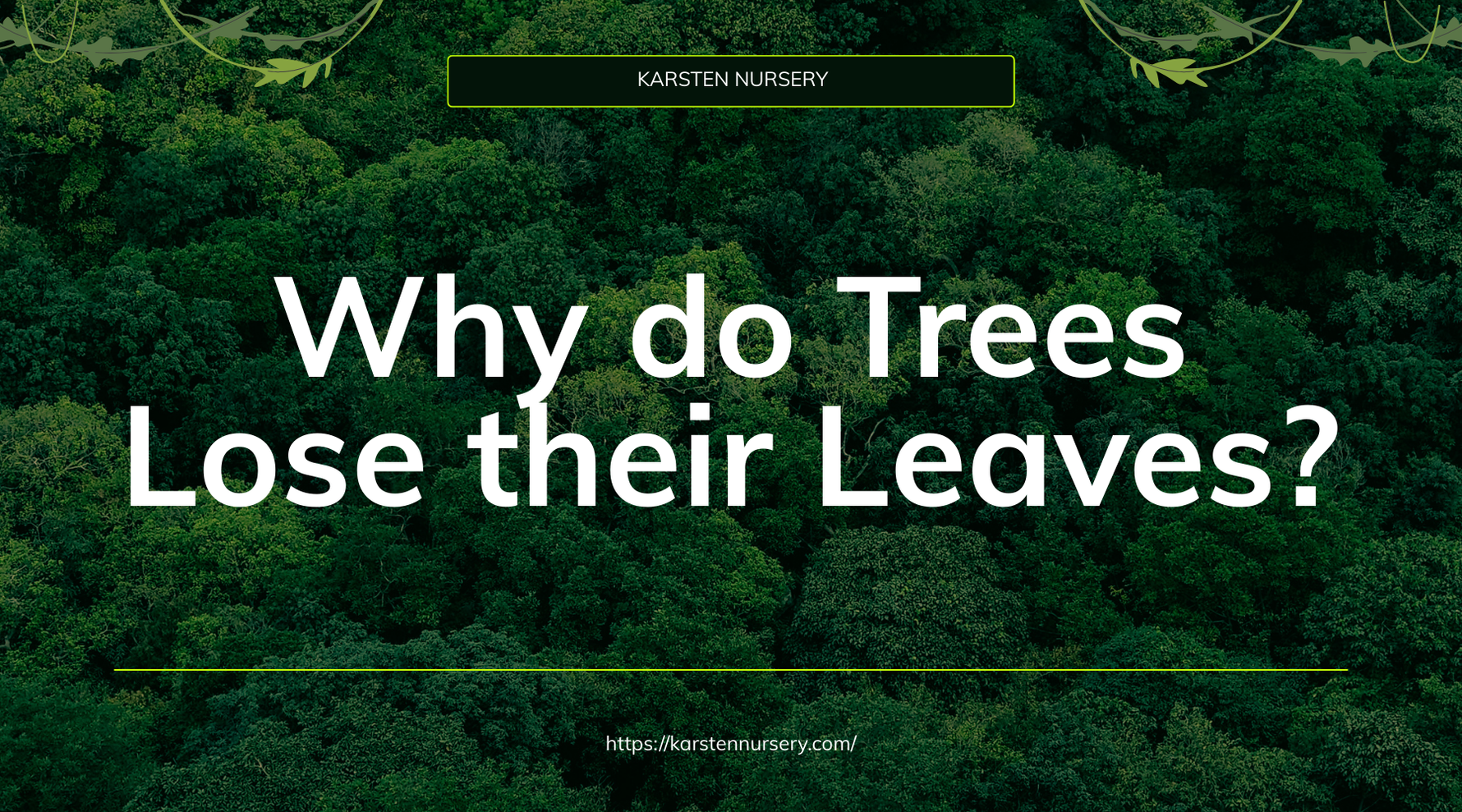 Why do Trees Lose their Leaves?