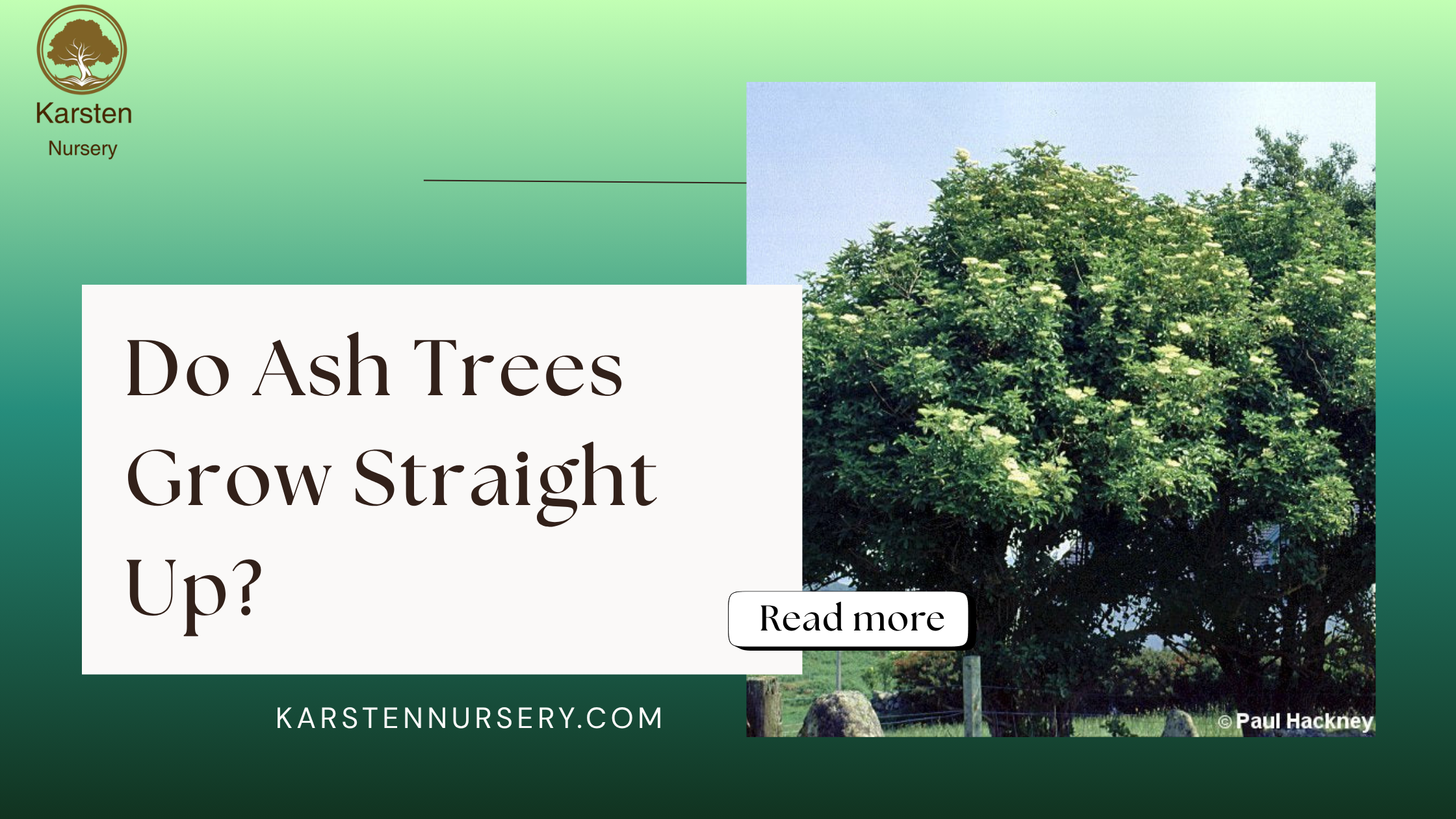 Do Ash Trees Grow Straight Up? | Ash Tree Growth Guide"