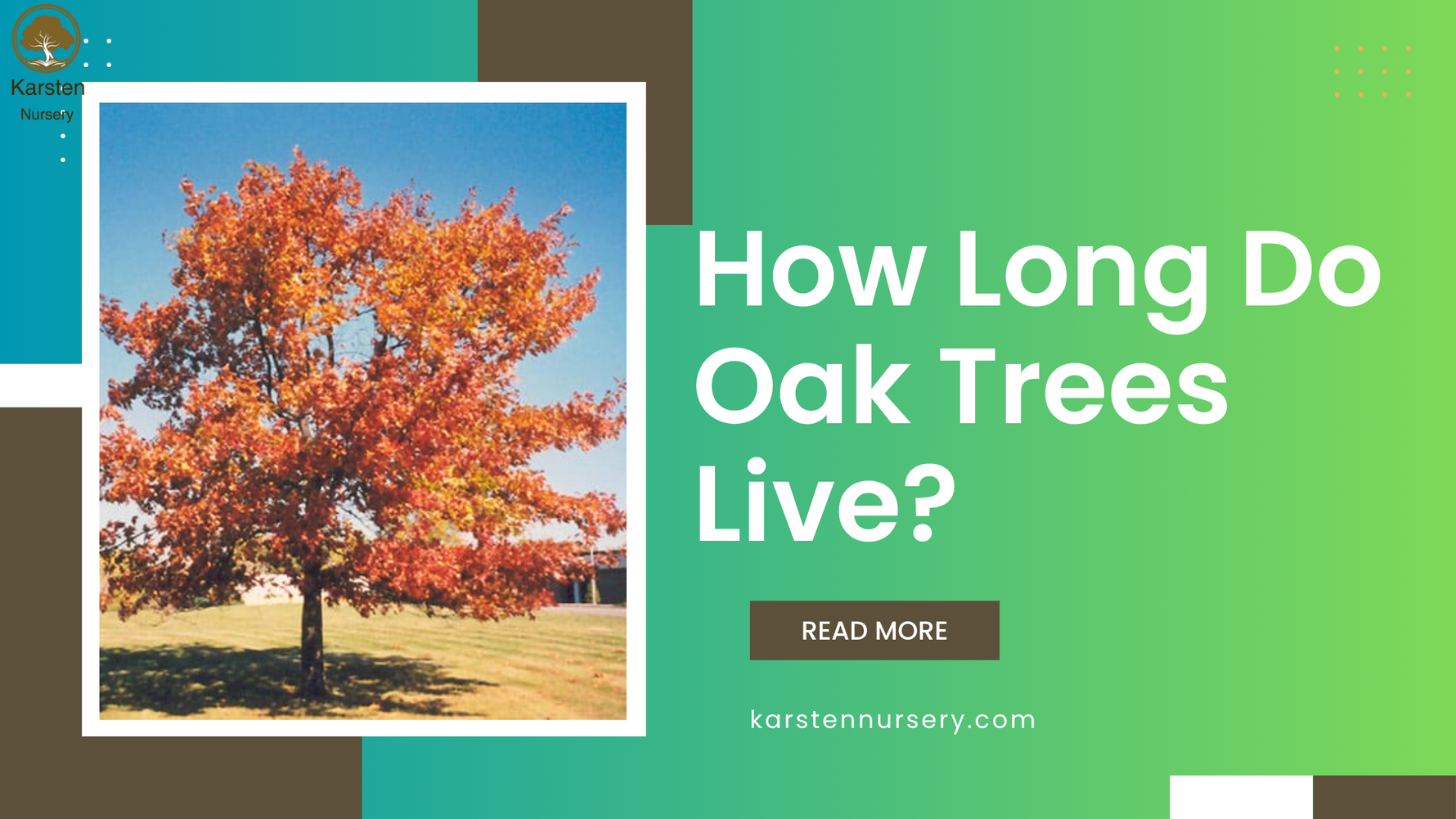 How Long Do Oak Trees Live? — Lifespan & Facts | Karsten Nursery