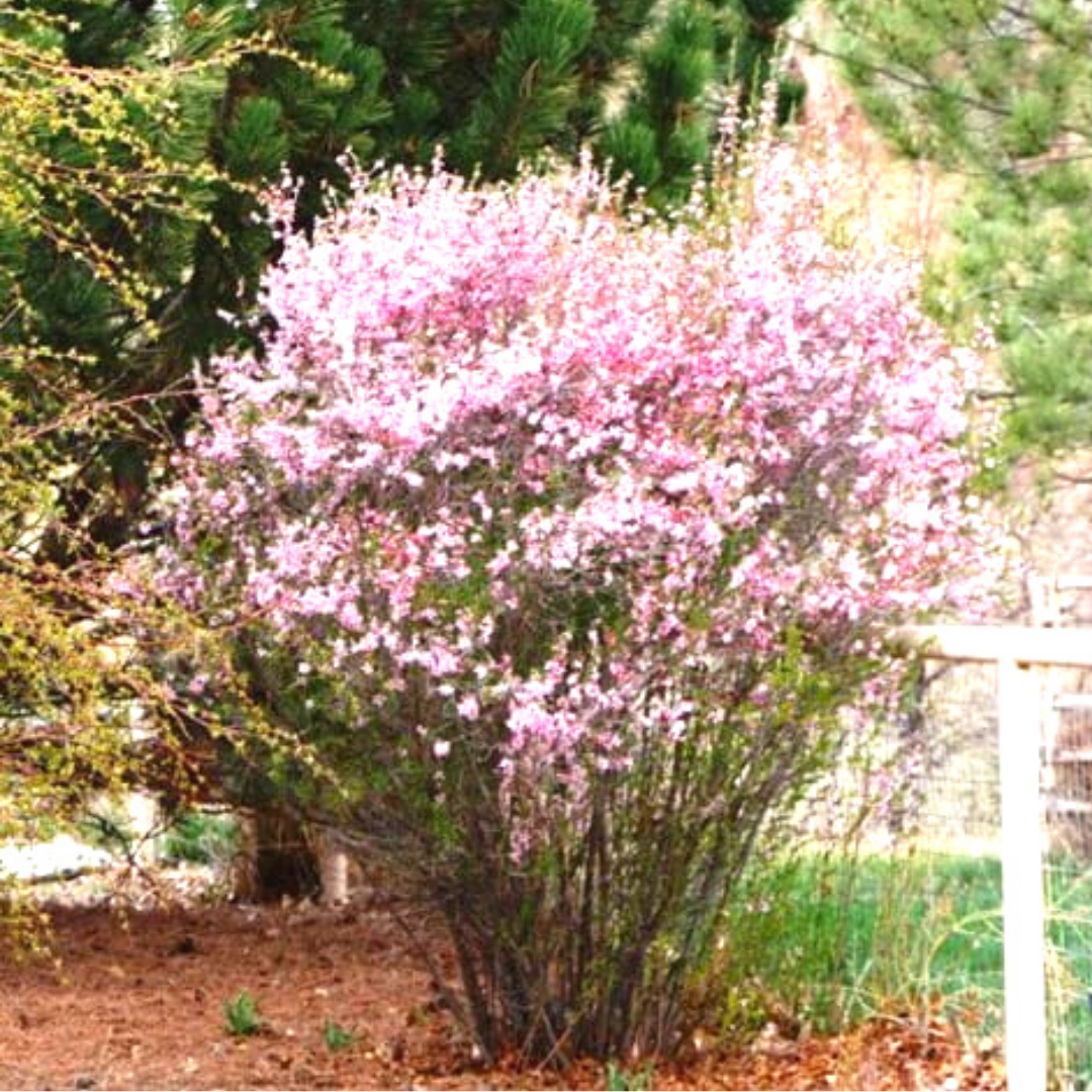 Almond Shrub