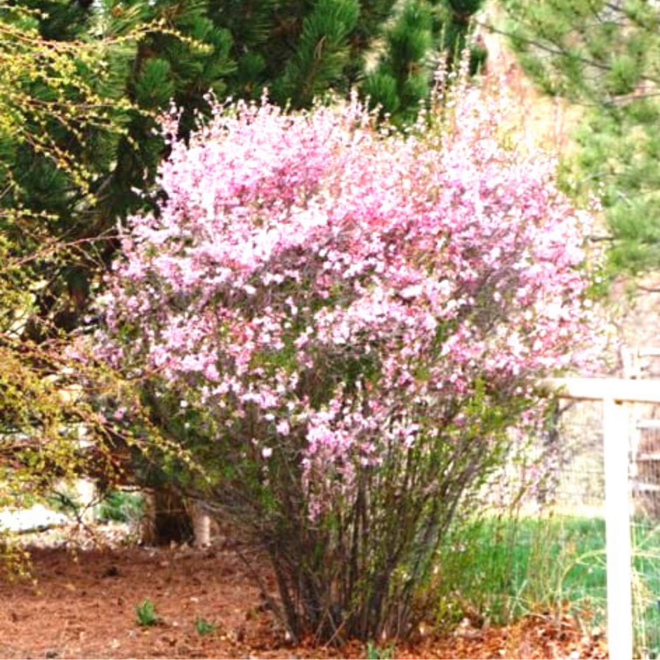 Our own SuperTree Hybrid