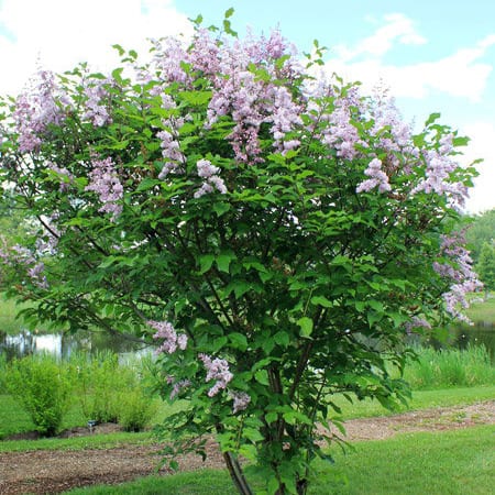 Buy Villosa Lilac | Hardy Late Lilac Shrub for Garden”
