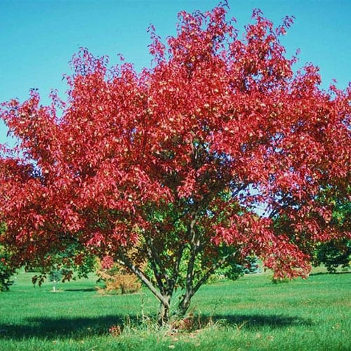 Buy Amur Maple (Acer ginnala) – Ideal for Small Gardens”