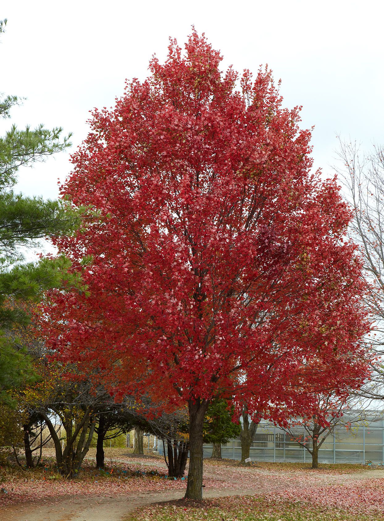 Red Maple Tree (Acer rubrum) | Stunning Fall Color & Easy Care