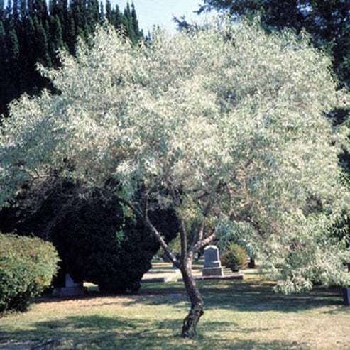 Buy Russian Olive Tree Online | Russian Olive for Sale